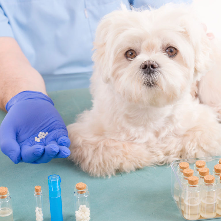 Apomorphine tablet compounded for dogs and cats.